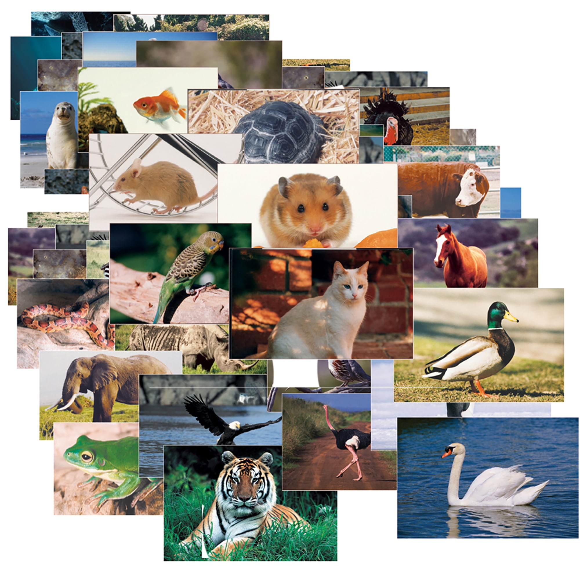 Stages Learning Materials Animals & Insects Posters Mega Set, 14" x 19 ...