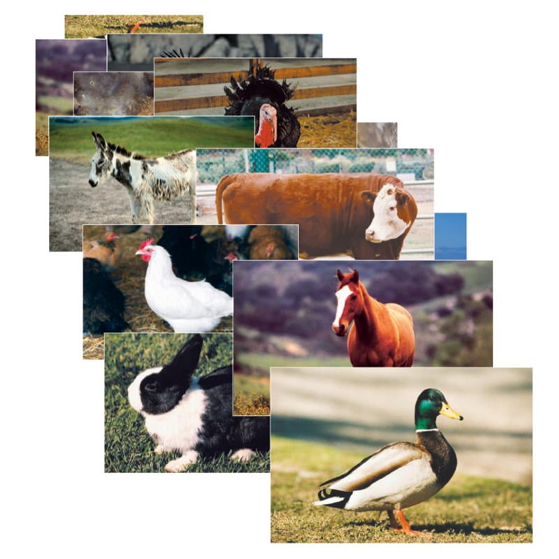 Stages Learning Materials Farm Animal Real Life Learning Poster Set ...