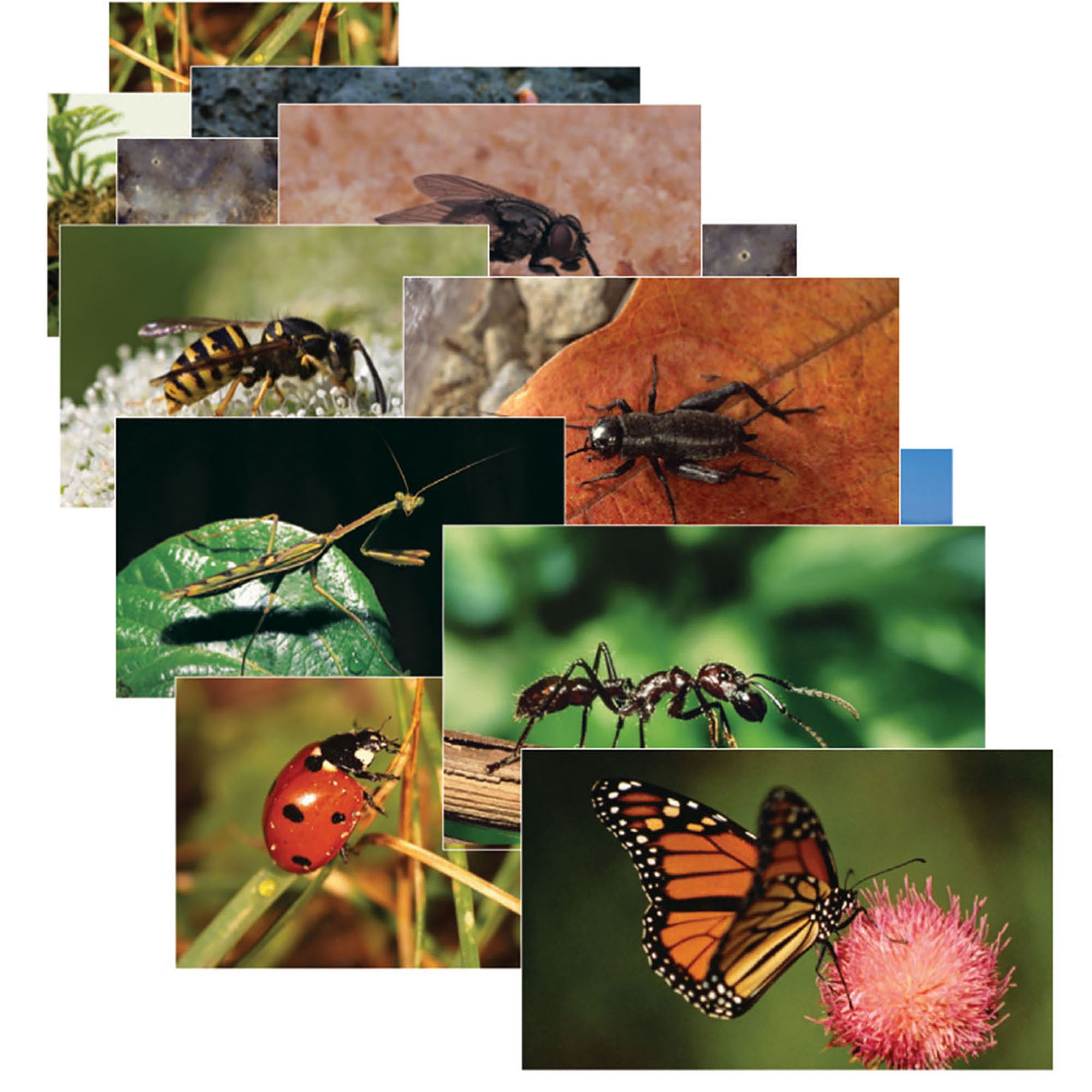 Stages Learning Materials Insects & Bugs Real Life Learning Poster Card ...