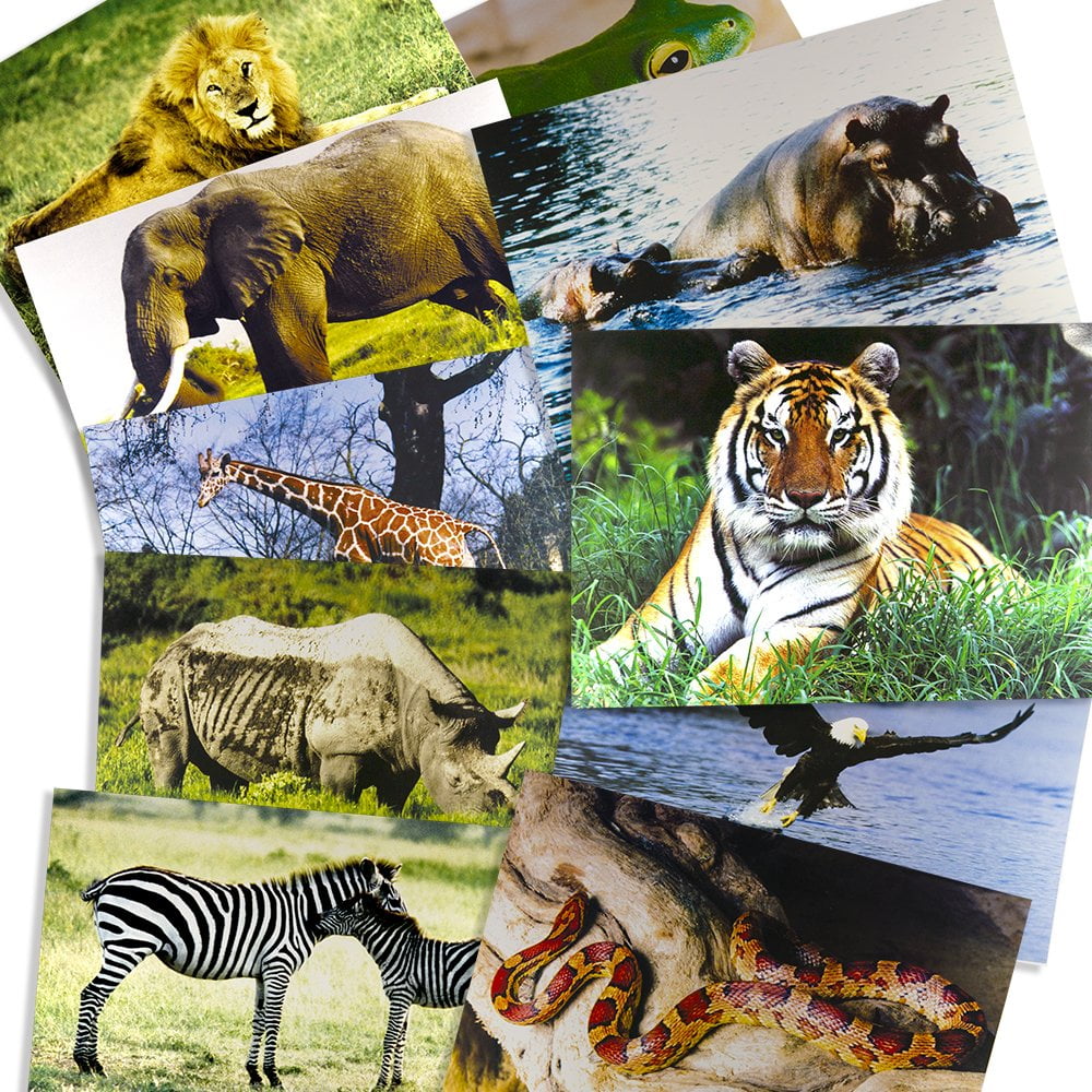 Stages Learning Materials Zoo Animal Posters for Classroom Décor ...
