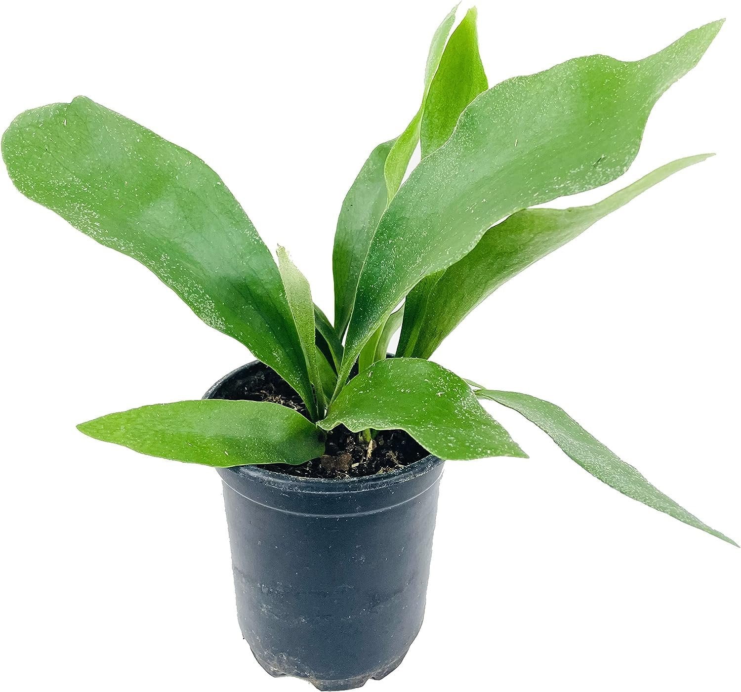 Staghorn Fern - 3 Live Plants in 4 Inch Pots - Platycerium Bifurcatum ...