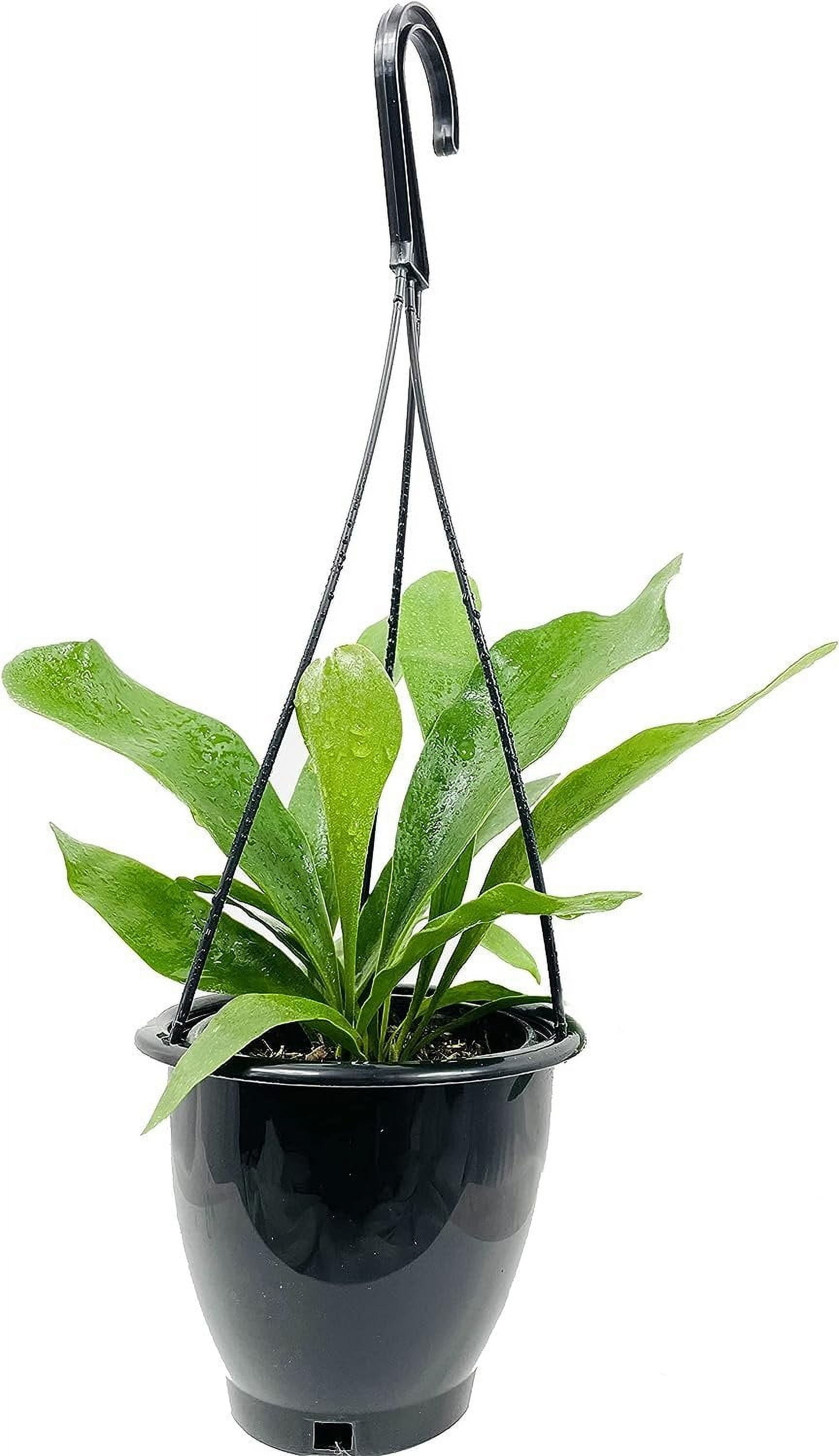 Staghorn Fern Hanging Basket - Live Plant in a 4 Inch Hanging Pot ...