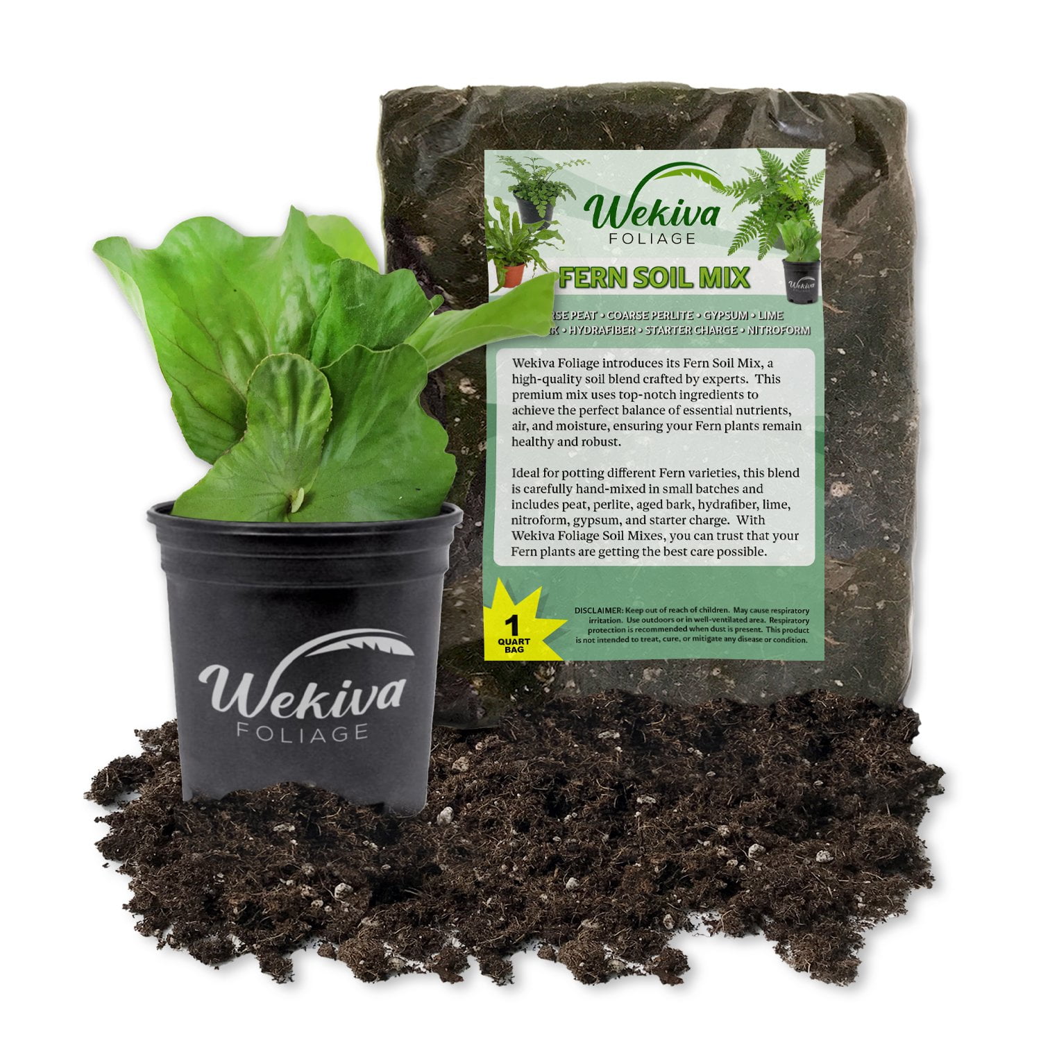 Staghorn Fern and Soil Mix Combo - Live Plant in a 4 Inch Pot with 1 ...