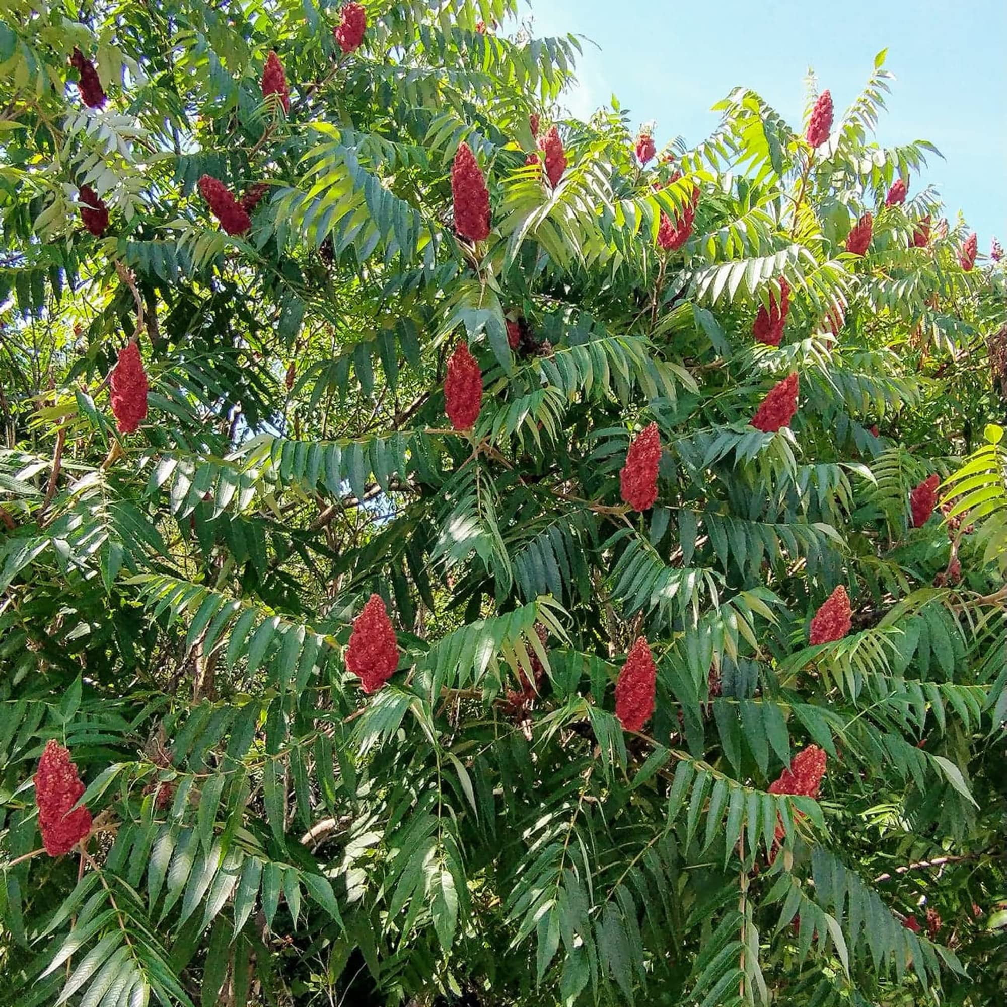 Staghorn Sumac SeedsEGSC Rhus Typhina Deciduous Shrub or Small Tree ...