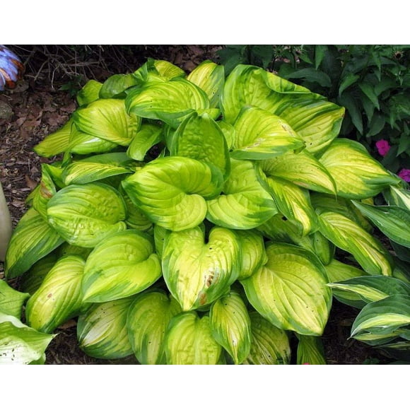 Hosta Plants in Perennials - Walmart.com