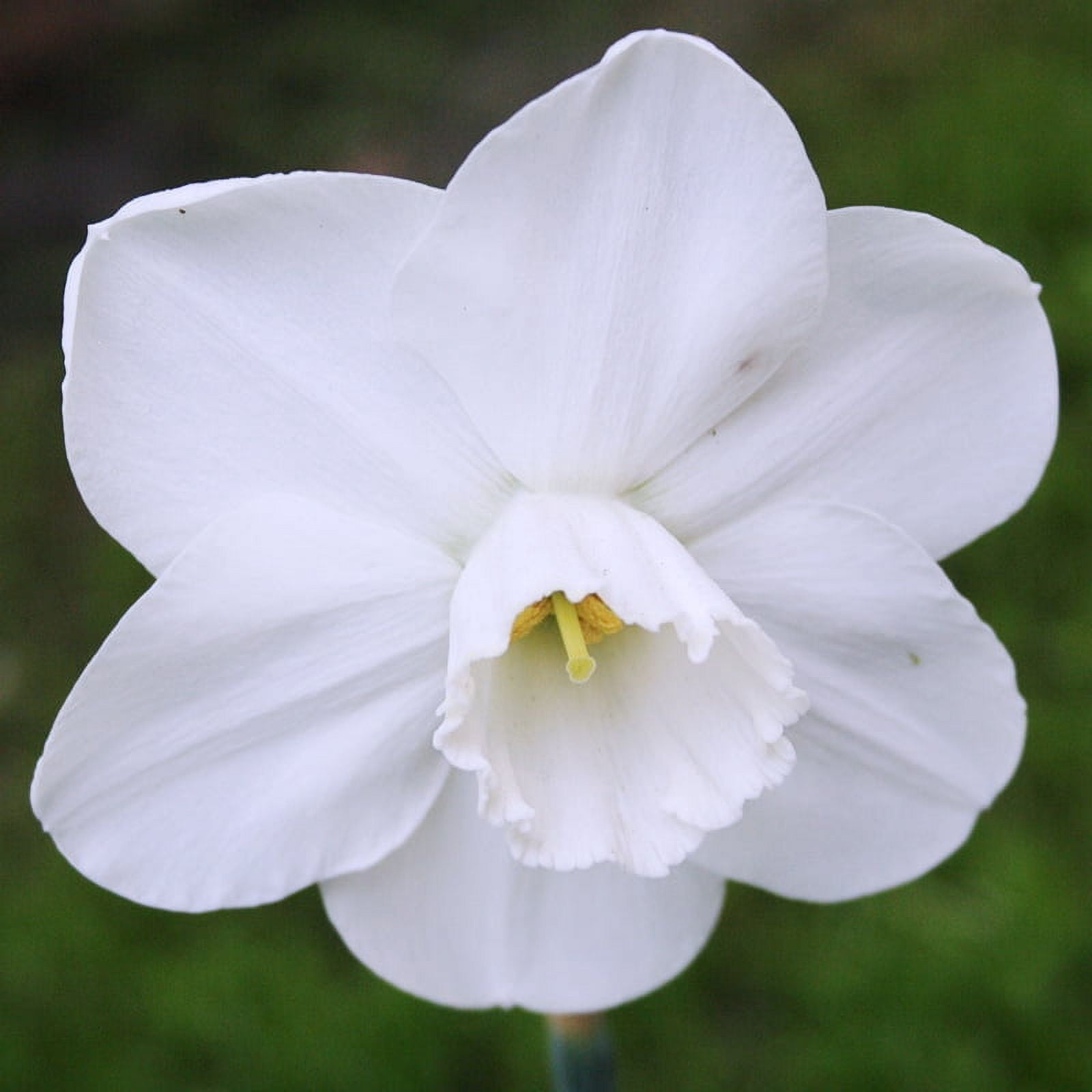 Stainless Daffodil Flower Bulbs - 5 Bulbs per Pack - Deer Resistant ...