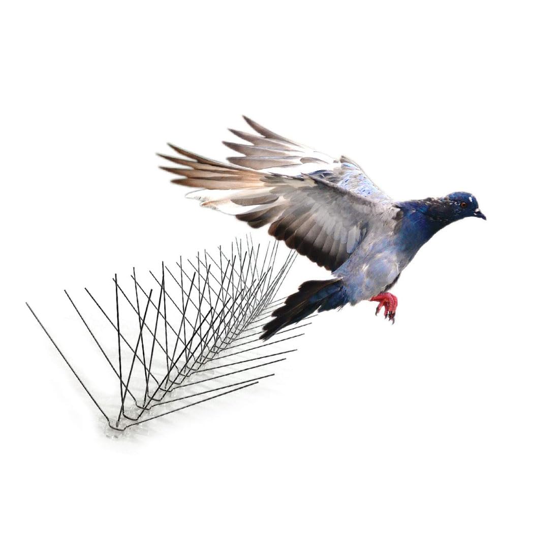 Stainless Steel Spikes, 8-inch Extra-Wide Spikes, Spikes for Pigeons ...