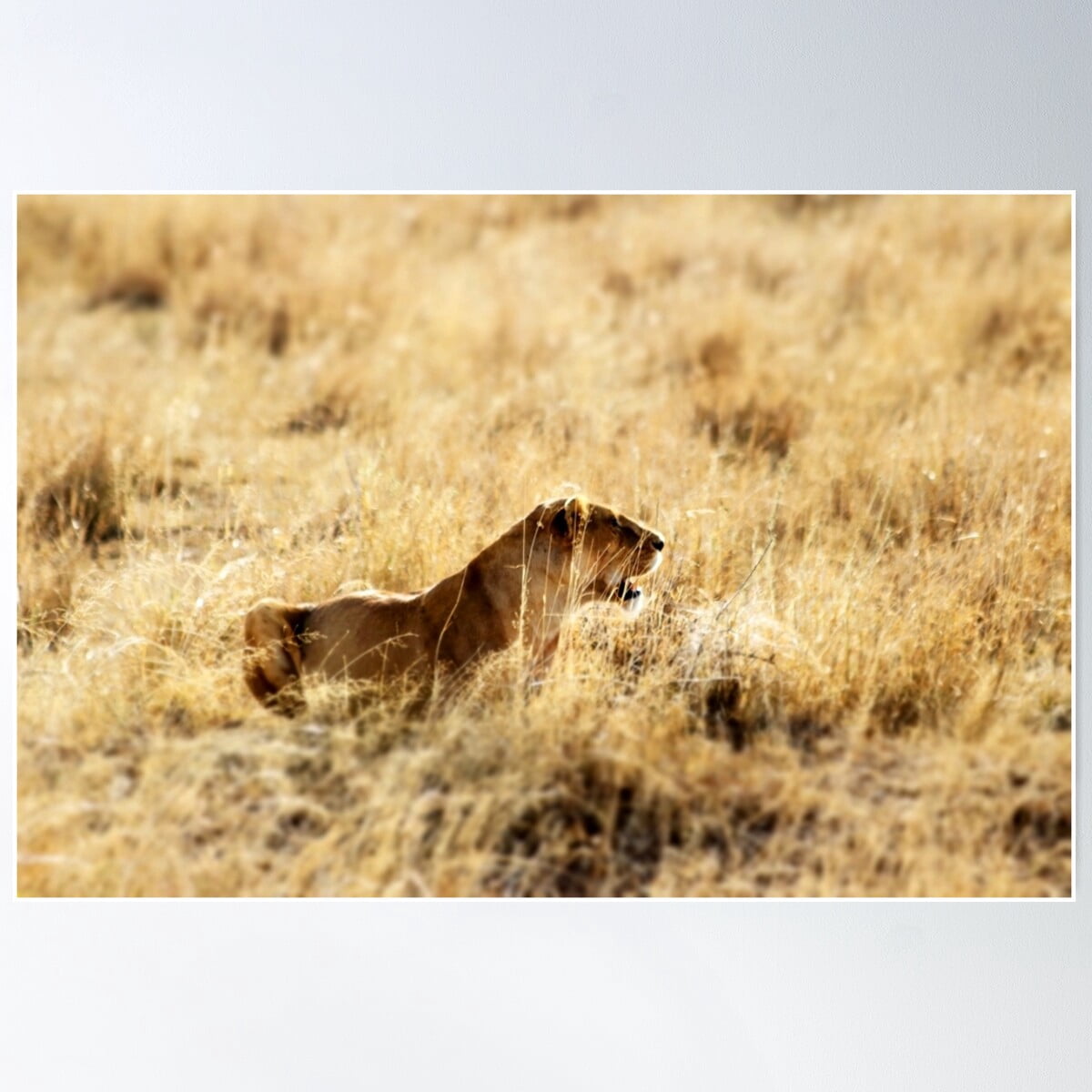 Stalking Prey Poster Wall Art, Modern Wall Decor For Living Room ...