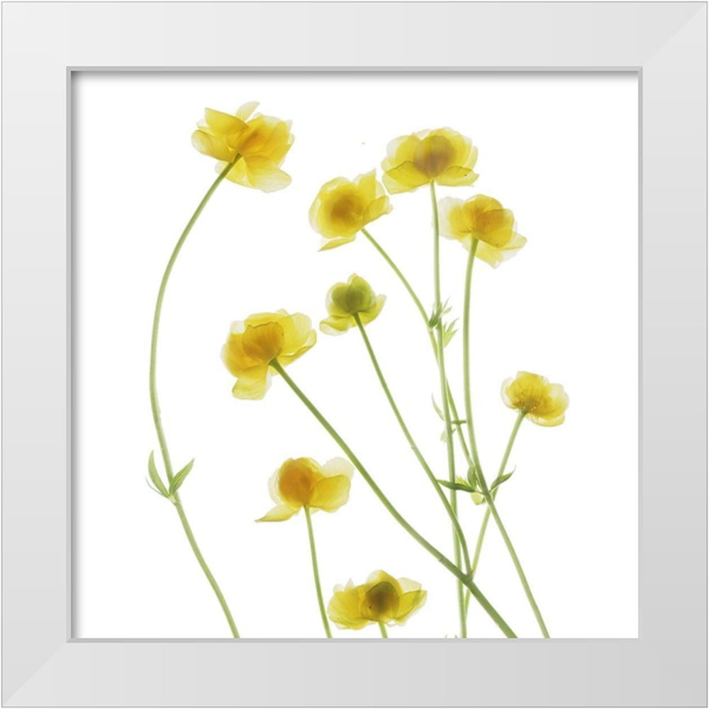 Stalus, Judy 20x20 White Modern Wood Framed Museum Art Print Titled ...