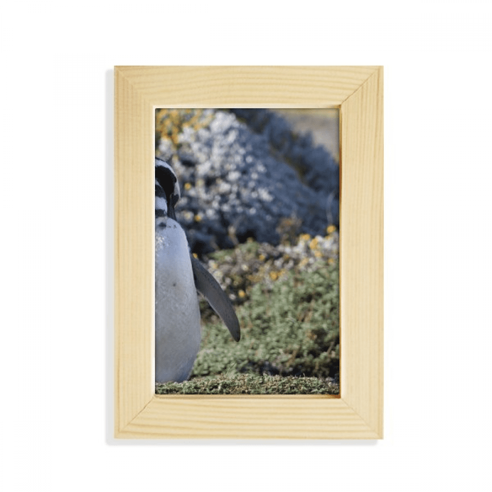 Stand Southern Penguin SpheniscidaePicture Desktop Display Photo Frame ...