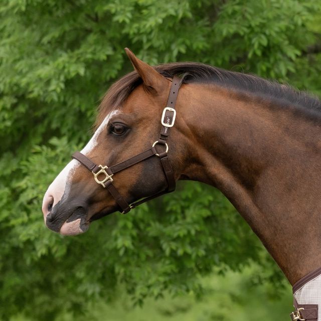 Standard Nylon Halter - Walmart.com
