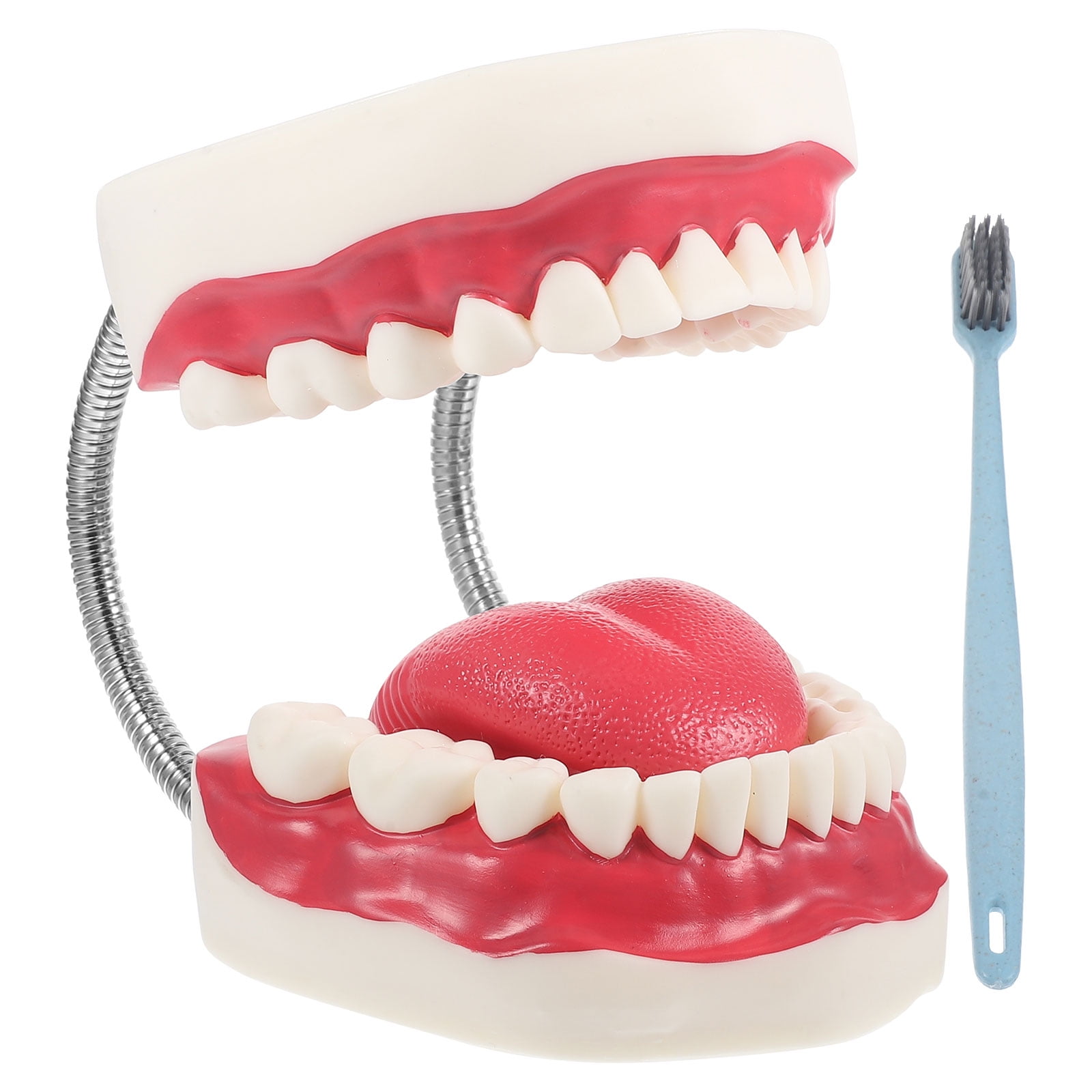 Standard Typodont Teeth Model Teaching Study Dental Care Plasticard ...