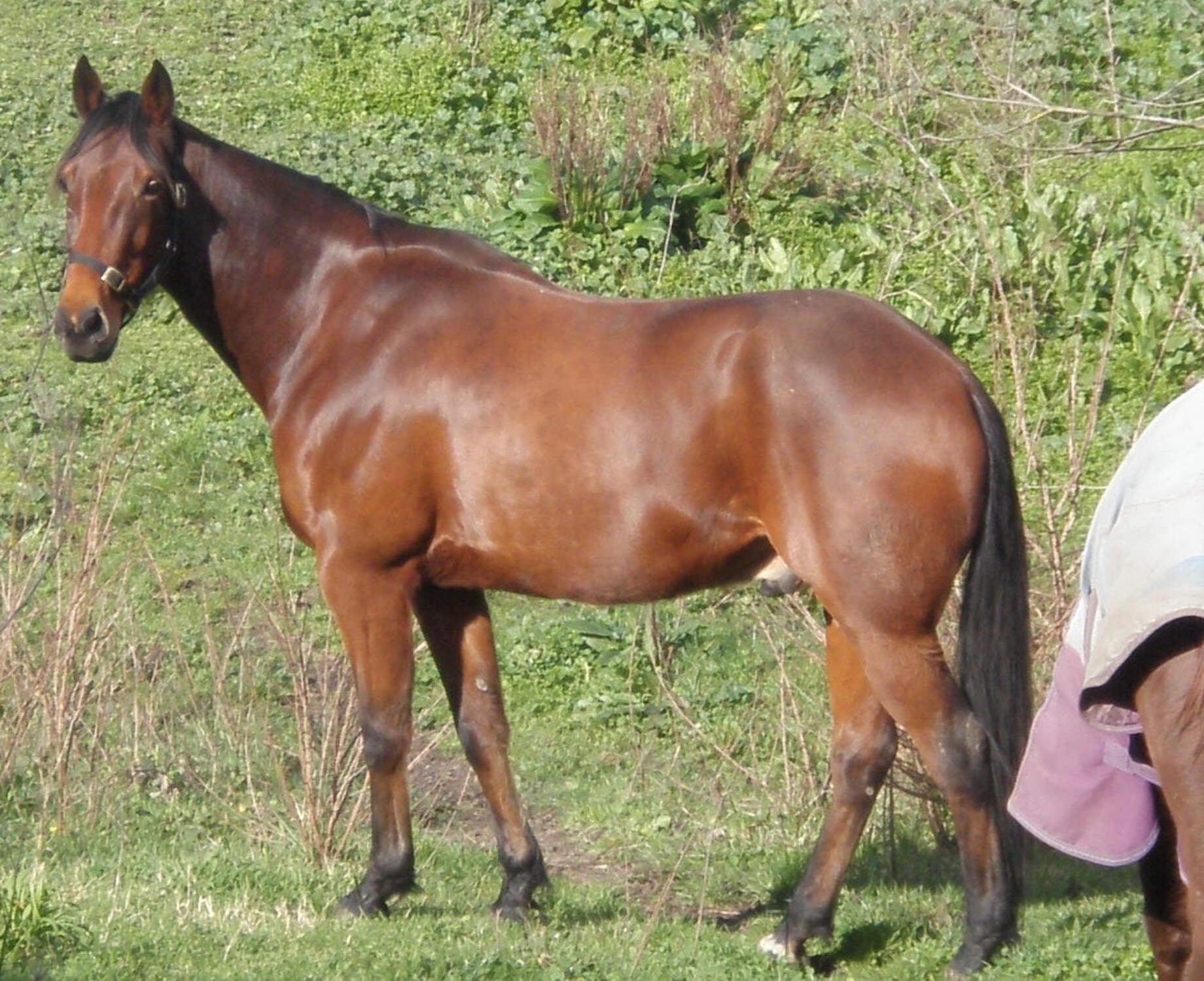 Standardbred Standard Bred Brown Horse POSTER PICTURE PHOTO PRINT ...