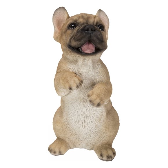 French Bulldog Standing Up
