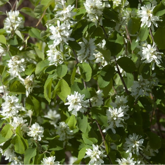 Standing Ovation™ Serviceberry - Walmart.com