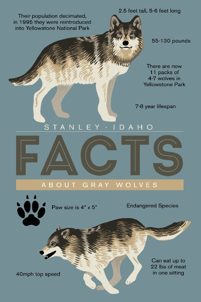 Stanley, Idaho, Facts about Gray Wolves (16x24 Giclee Gallery Art Print ...
