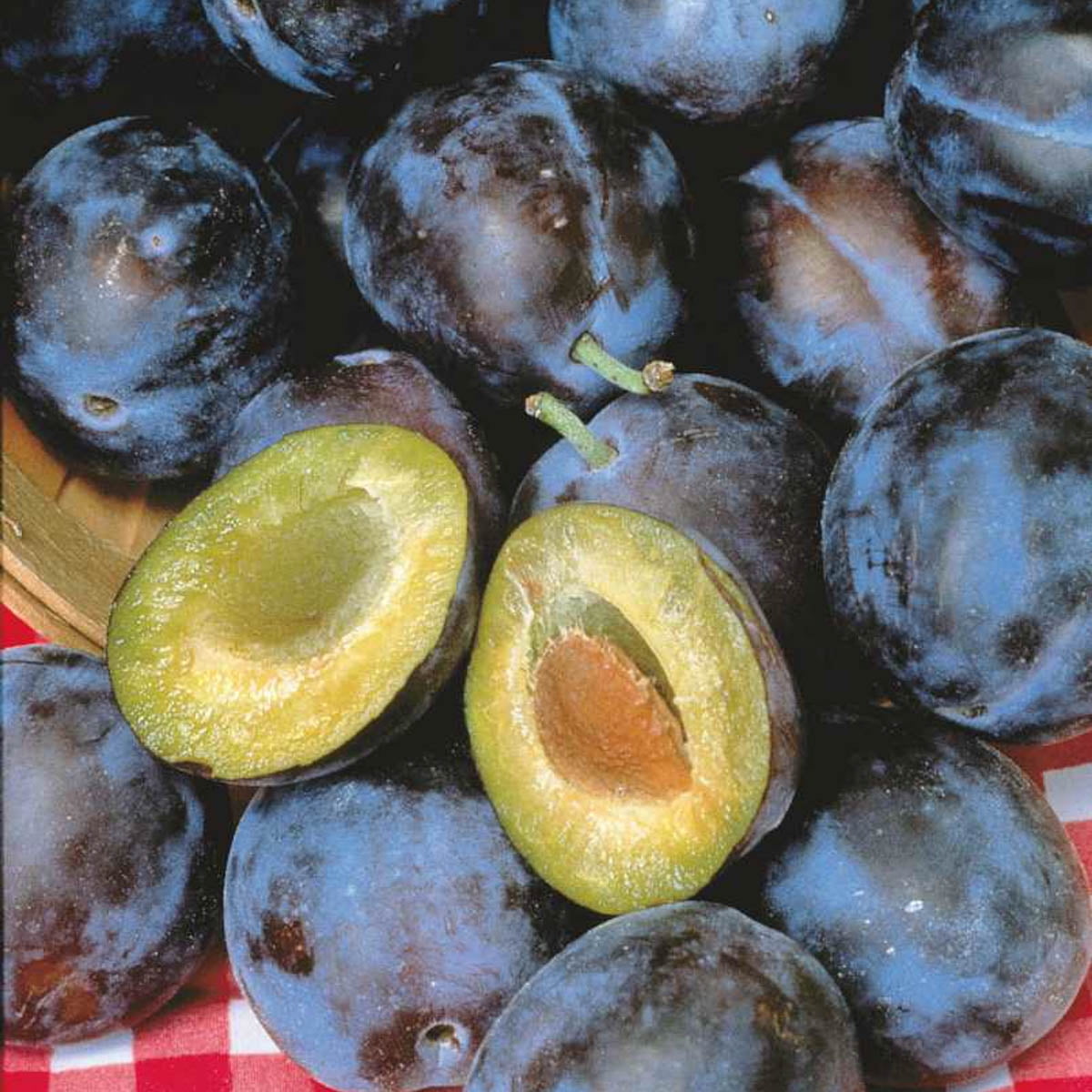 Stanley Plum Dormant Bare Root Standard Starter Fruit Tree (1-Pack ...