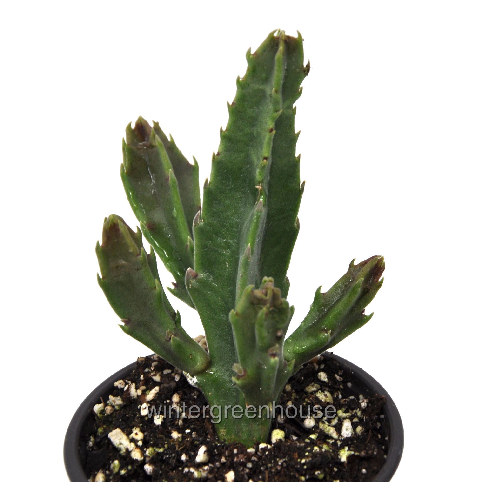 Stapelia Gigantea, Zulu Giant - Pot Size: 3" (2.6x3.5") - Plants ...