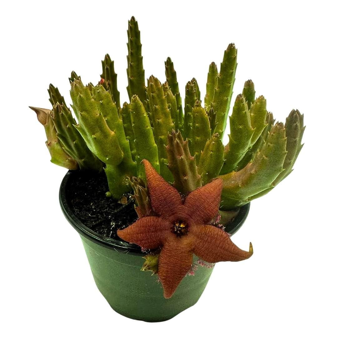 Stapelia Schinzii, 4 inch Rare Huernia, Stapeliad Orbea Unique ...