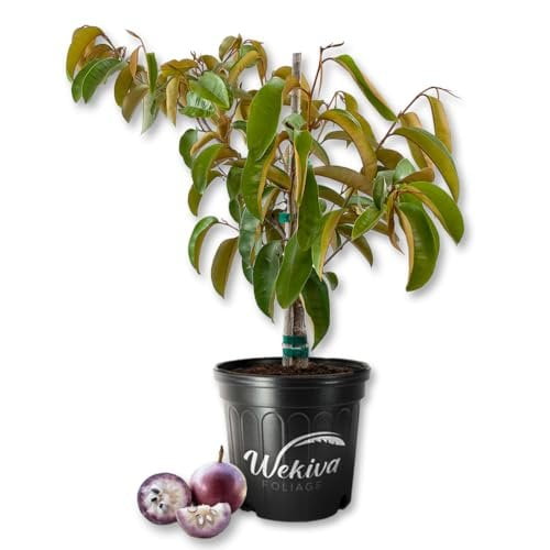 Star Apple Tree - Live Plant in a 3 Gallon Growers Pot - Chrysophyllum ...