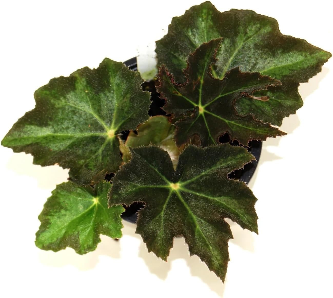 Star Begonia - 3 Live Starter Plants in 2 Inch Pots - Begonia ...