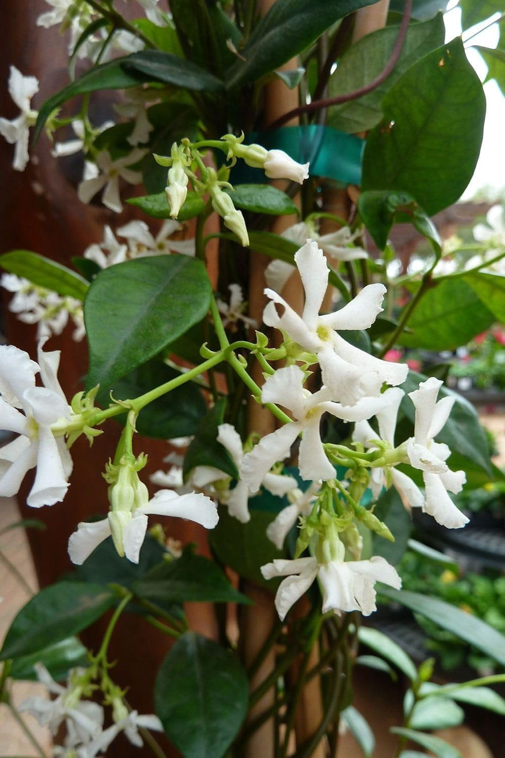 Star Confederate Jasmine 3 Extra Large 3 Gallon Plants Trachelospermum ...