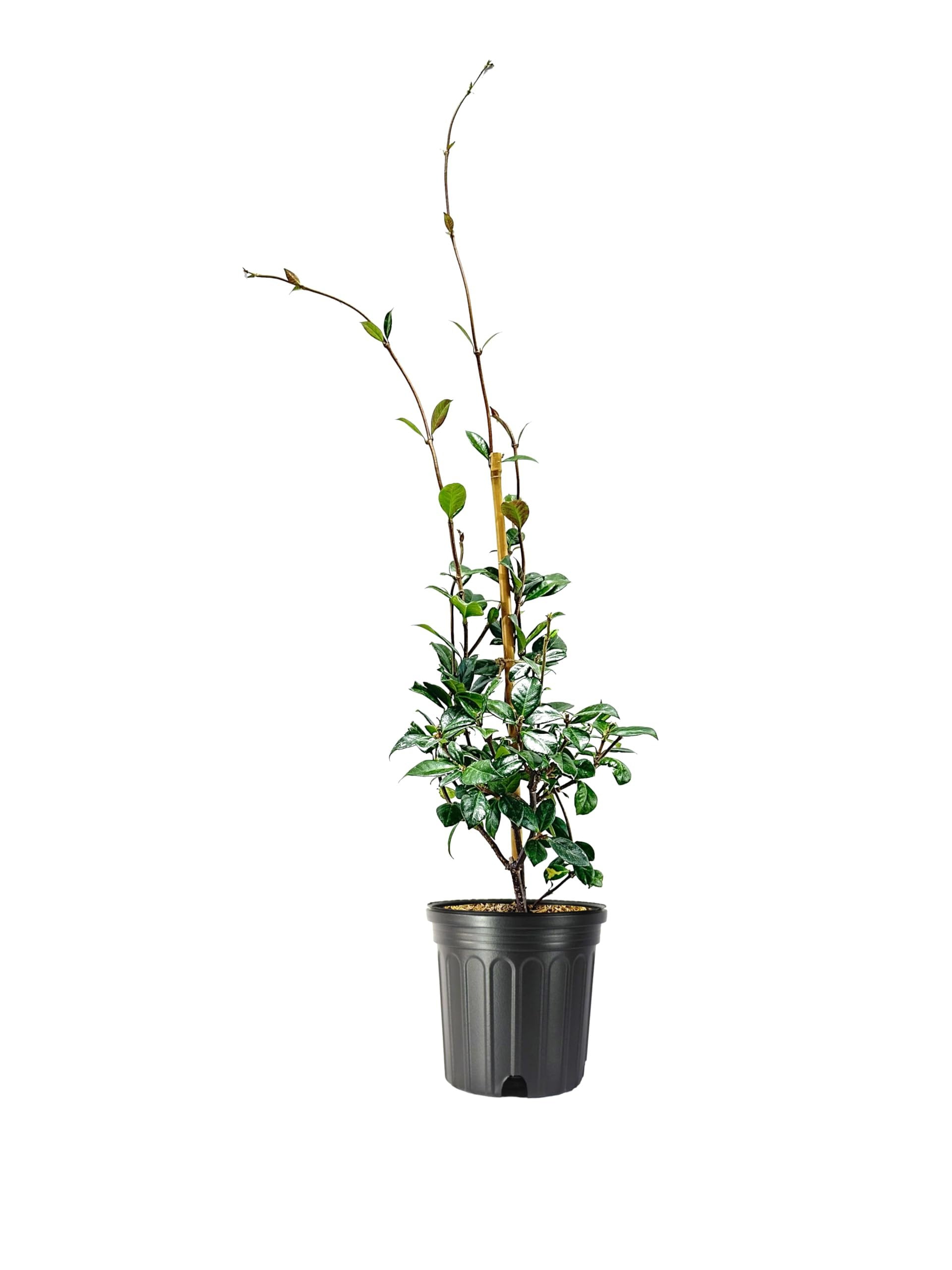 Star Confederate Jasmine I 3 Large Gallon Size Plants I Trachelospermum ...