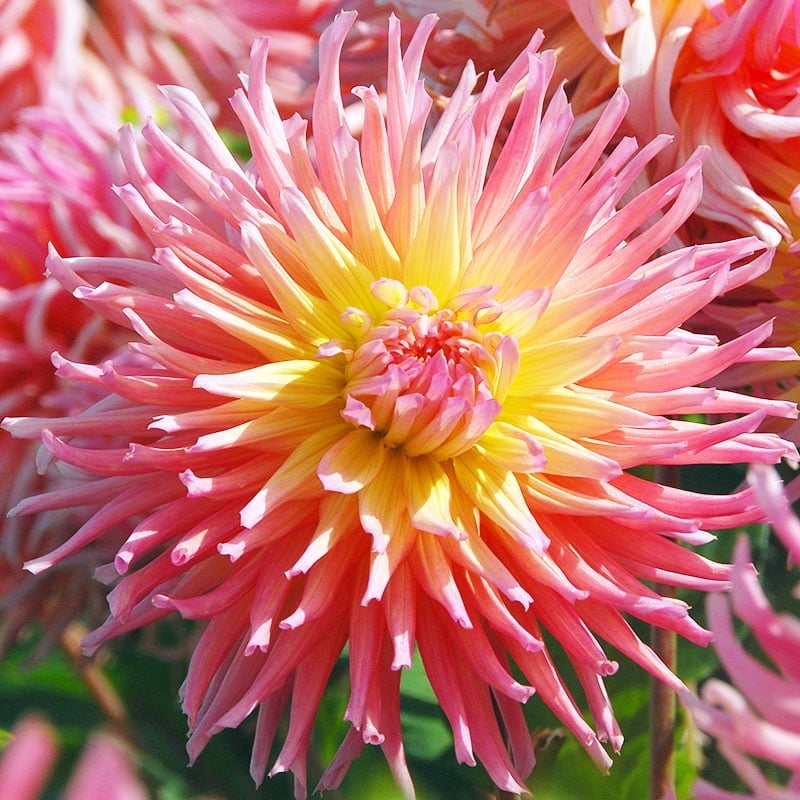 Star Elite Cactus Dahlia Flower Bulbs - 3 Bulbs per Pack - Good as Cut ...