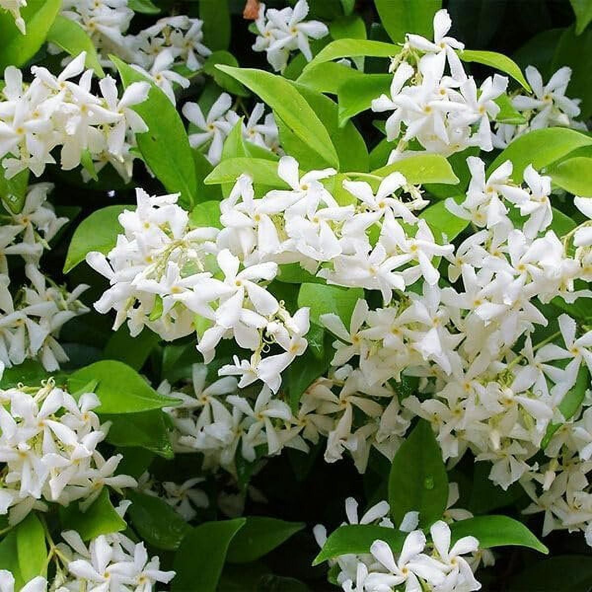 Star Jasmine 1 Extra Large 3 Gallon Plant Trachelospermum jasminoides ...