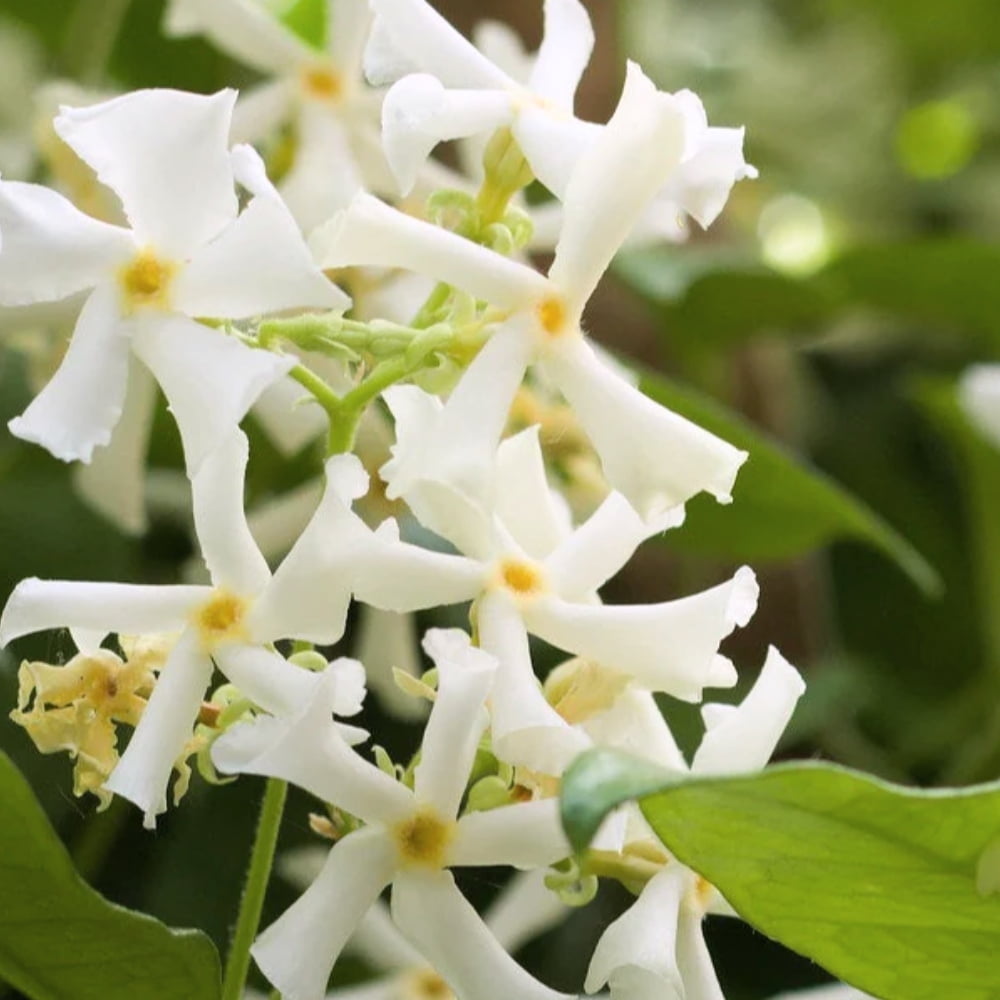Star Jasmine Climbing Plant 4 to 8 Inches Tall, Fragrant Green ...