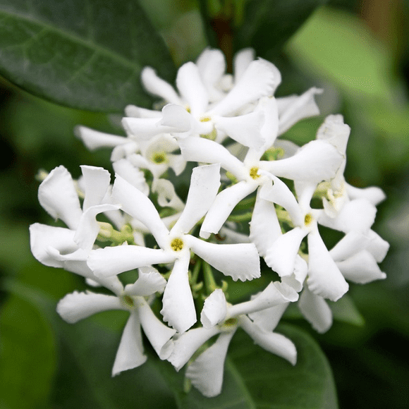 Live Jasmine