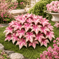 Star Leaf Hosta Seeds, 500-1500 Pcs, Fast Germination, Hardy & Low ...