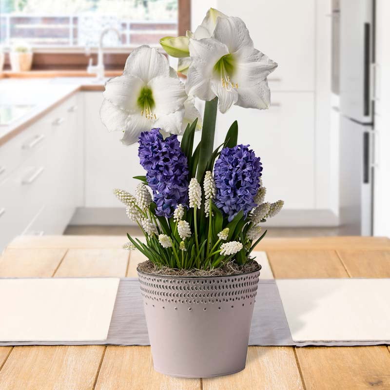 Star Magic Indoor Potted Bulb Garden - Simply Water and Flowers Open in ...