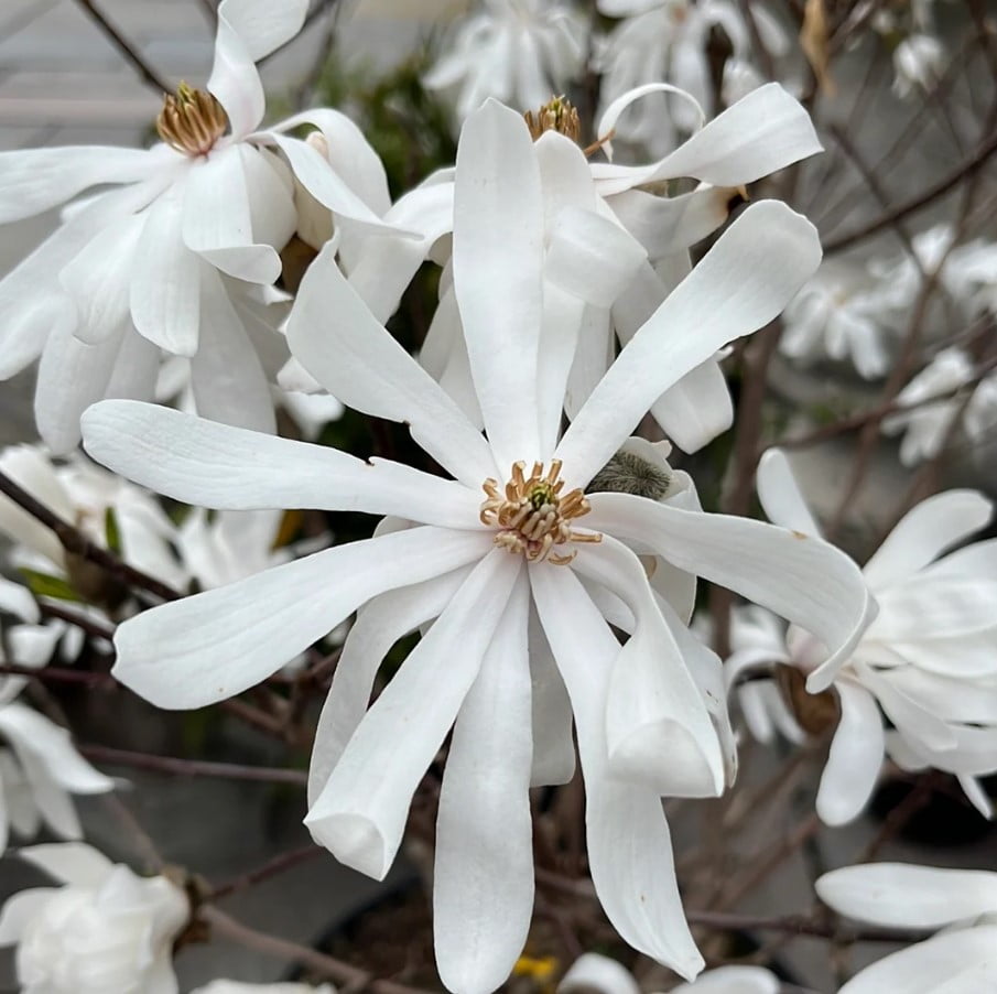 Magnolia Stellata