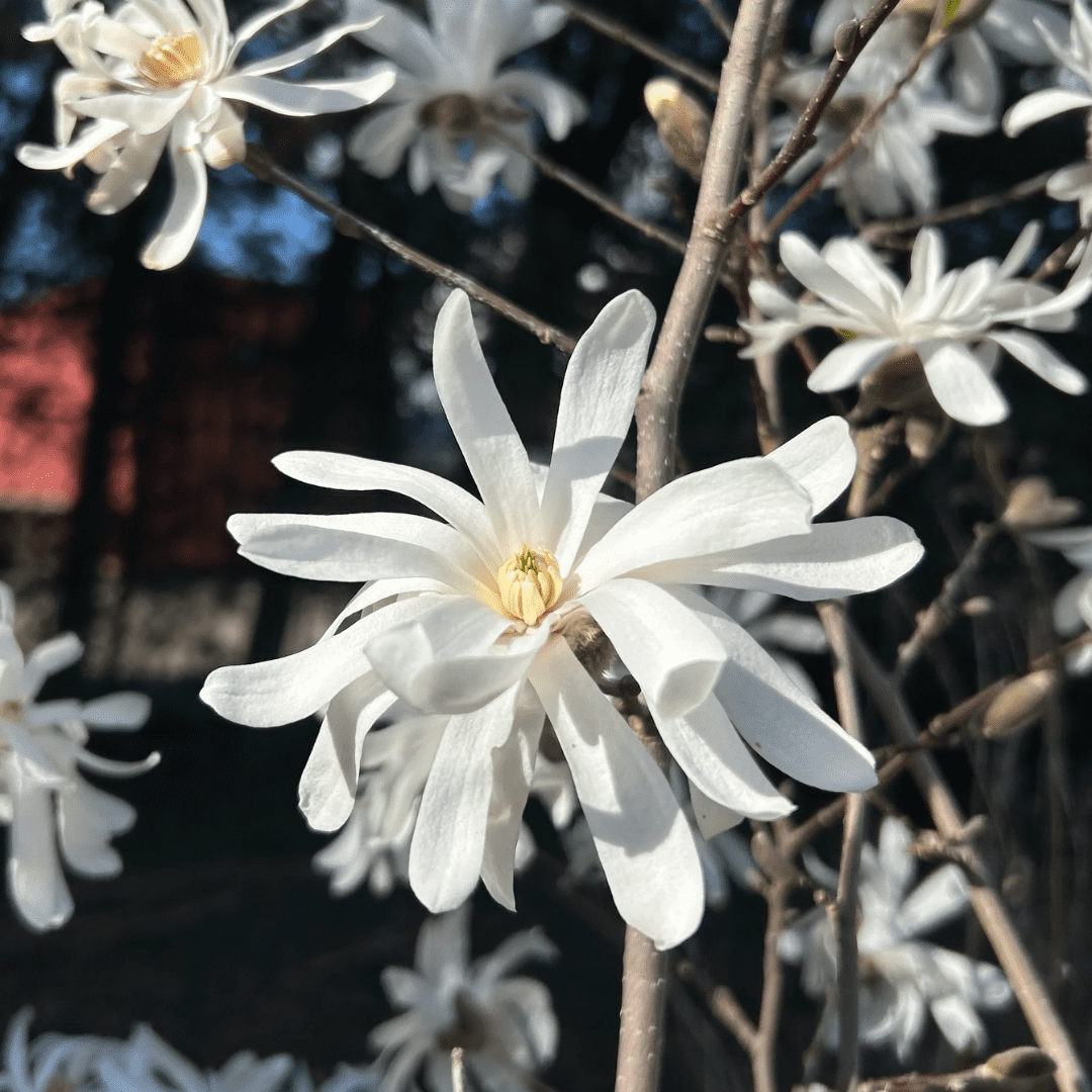 Star Magnolia Tree Live Plant, 6 to 12 Inch Tall, Fragrant Magnolia ...