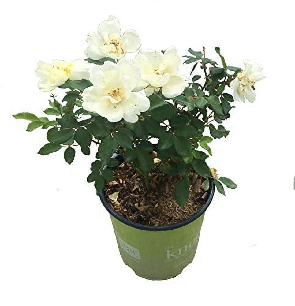 Star Roses Knockout Series 11891 Sunny Knockout Rose, 19cm, Yellow ...