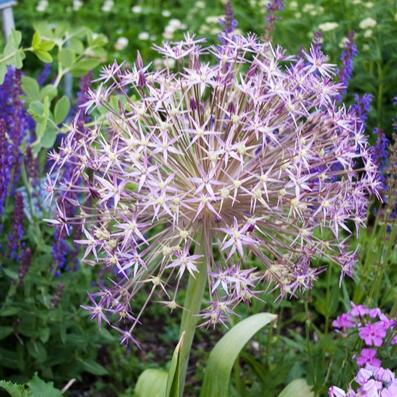 Star of Persia Allium Flower Bulbs - 5 Bulbs per Pack - Attracts ...