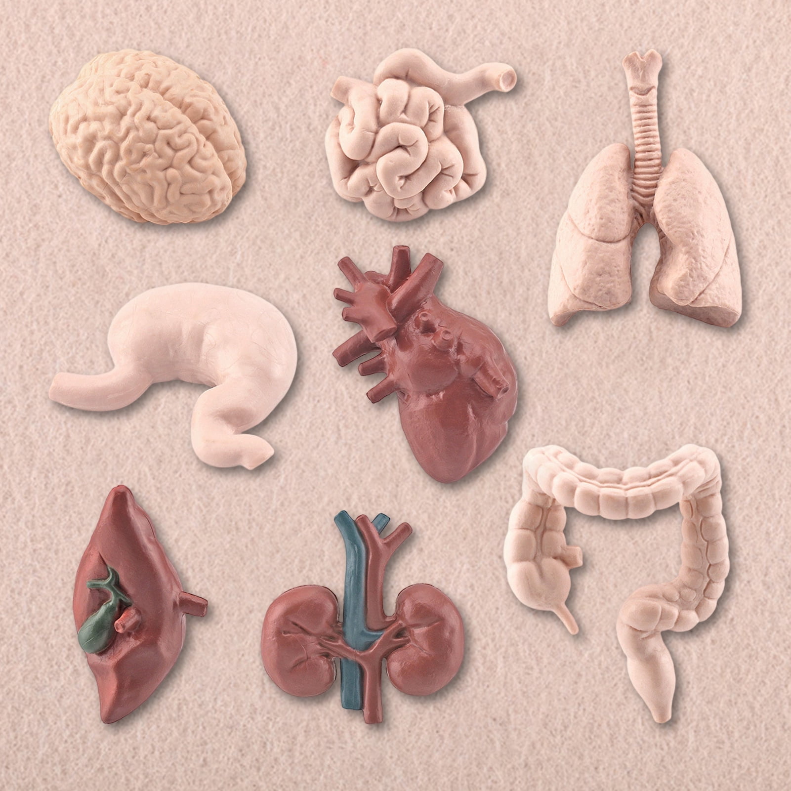 StarBay Human Organ Model 8Pcs/Set Organ Model Toy PVC Brain Lungs ...