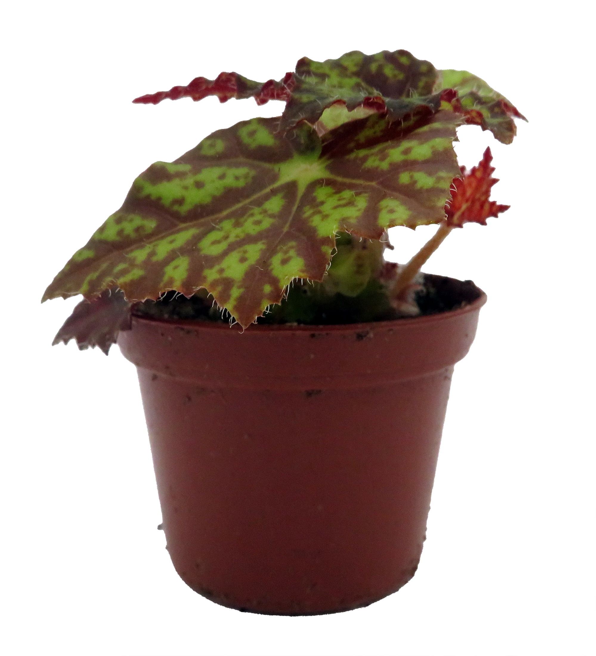 Starburst Begonia - 2.5" Pot - Great House Plant - Walmart.com