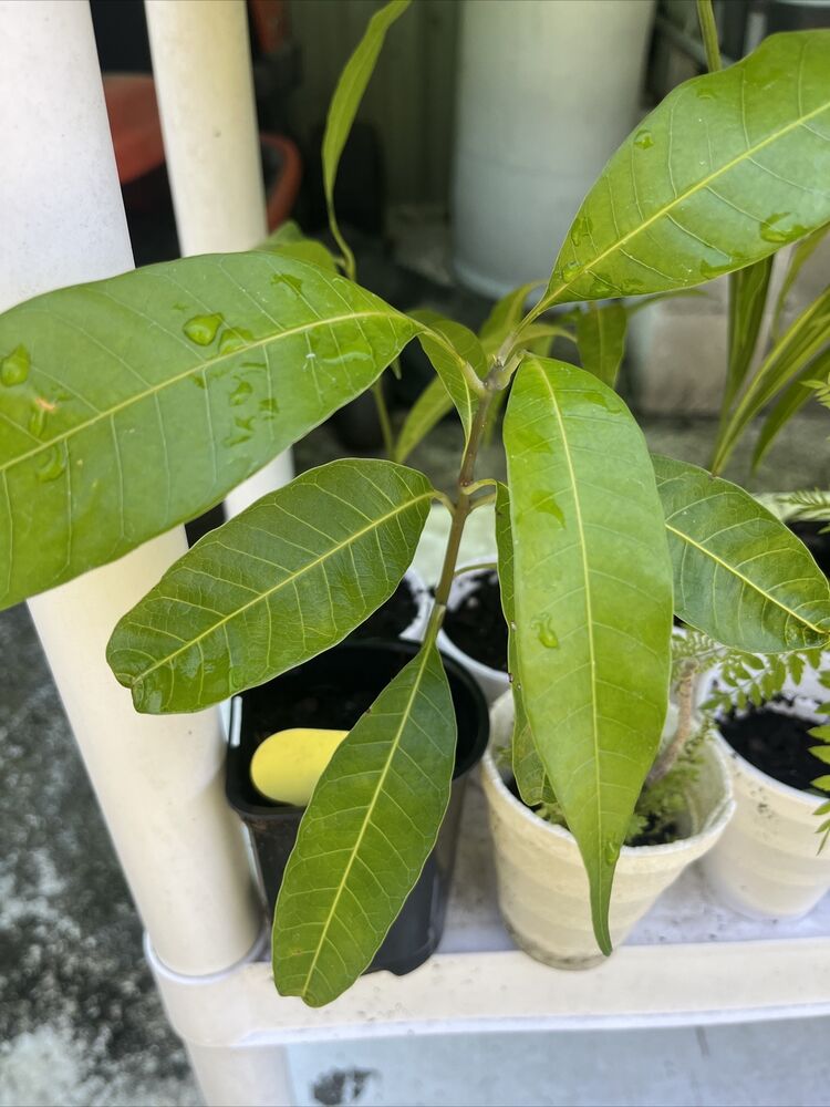 Starch Mango-live Plant:6-12” - Walmart.com