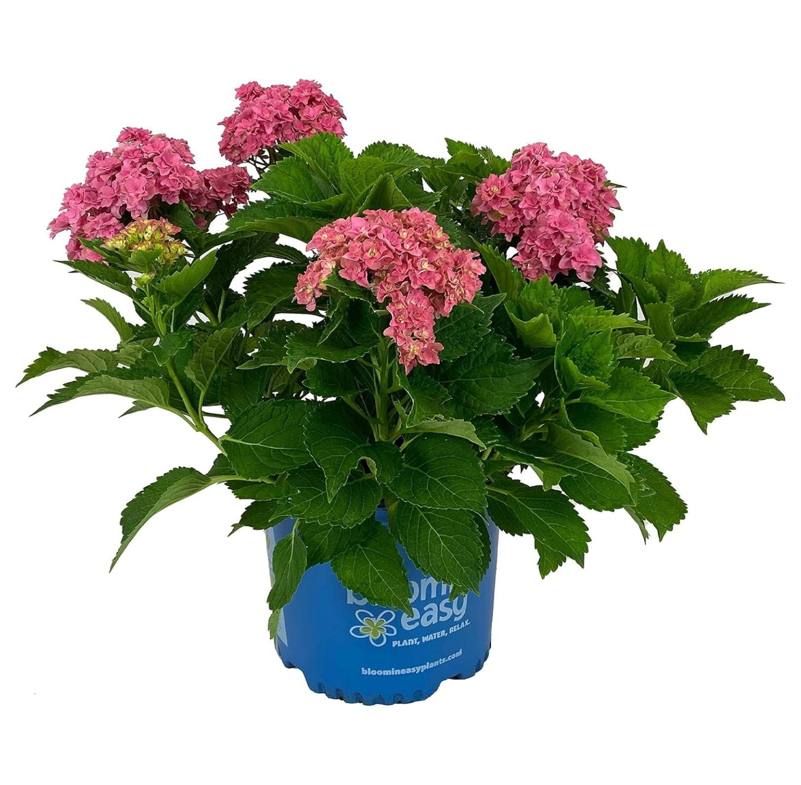 - Starfield Hydrangea - 3 Gal - Bloomin' Easy - Deciduous Shrub - Pink ...