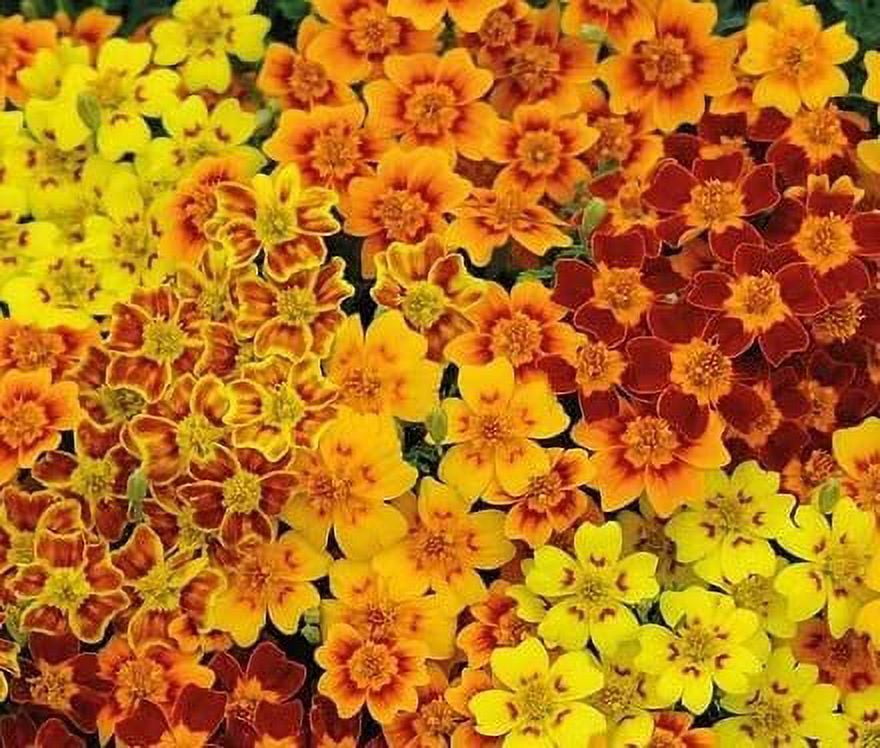 Starfire Marigold Flower Seeds for Planting (50 Seeds) - Grow Exotic ...