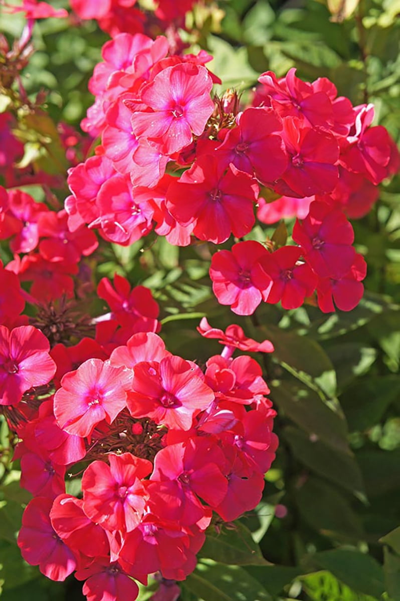 Red Phlox