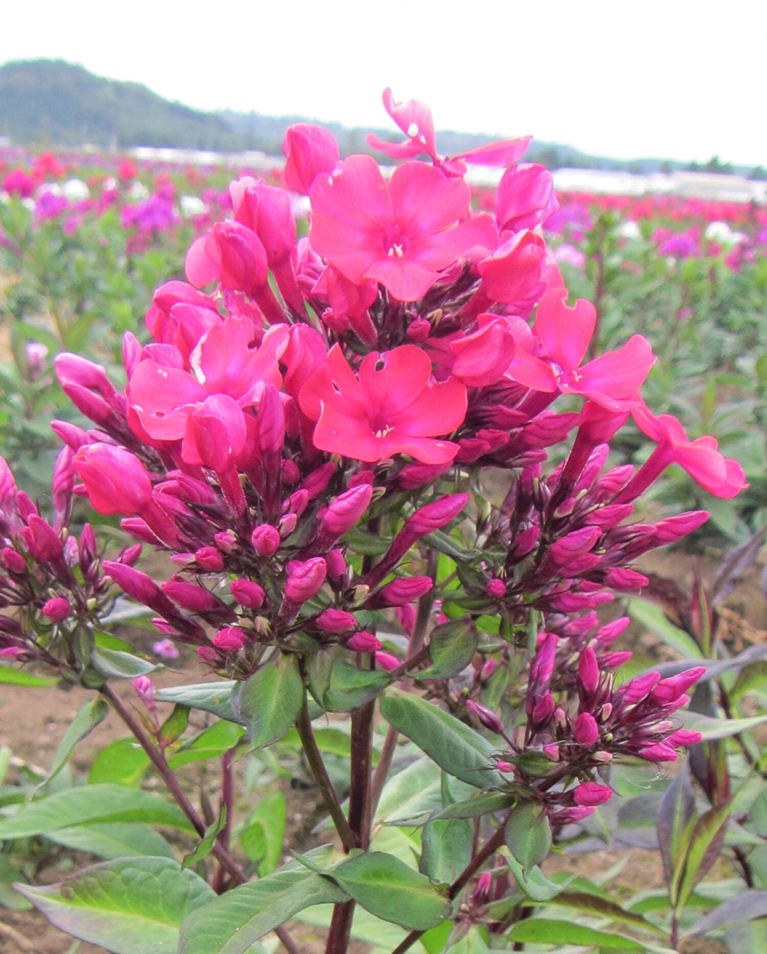 Starfire Tall Summer Phlox - 3 root divisions - Walmart.com