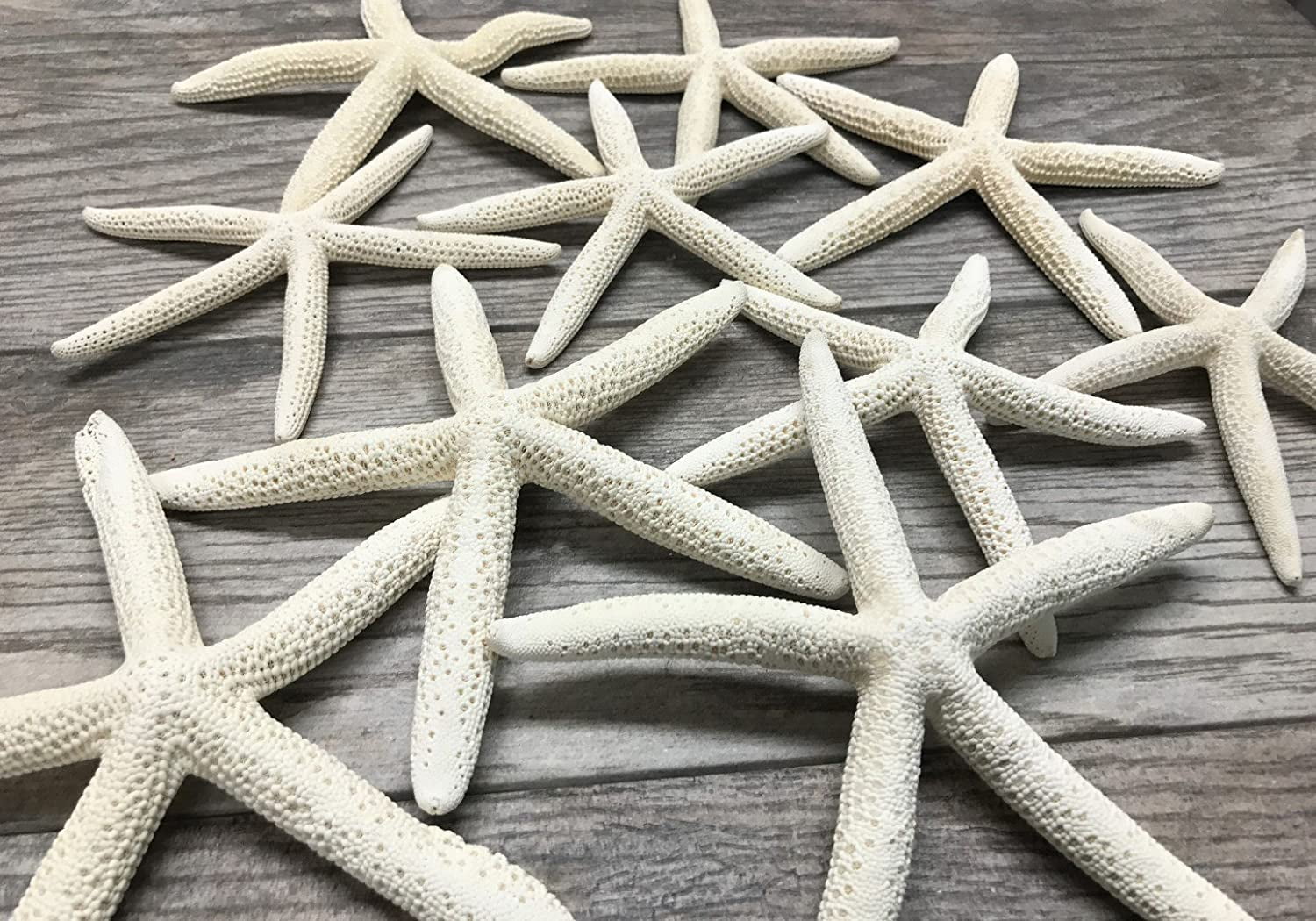 Nautical Crush Trading, Real White Finger Starfish, 6-8inch, 10 pack ...