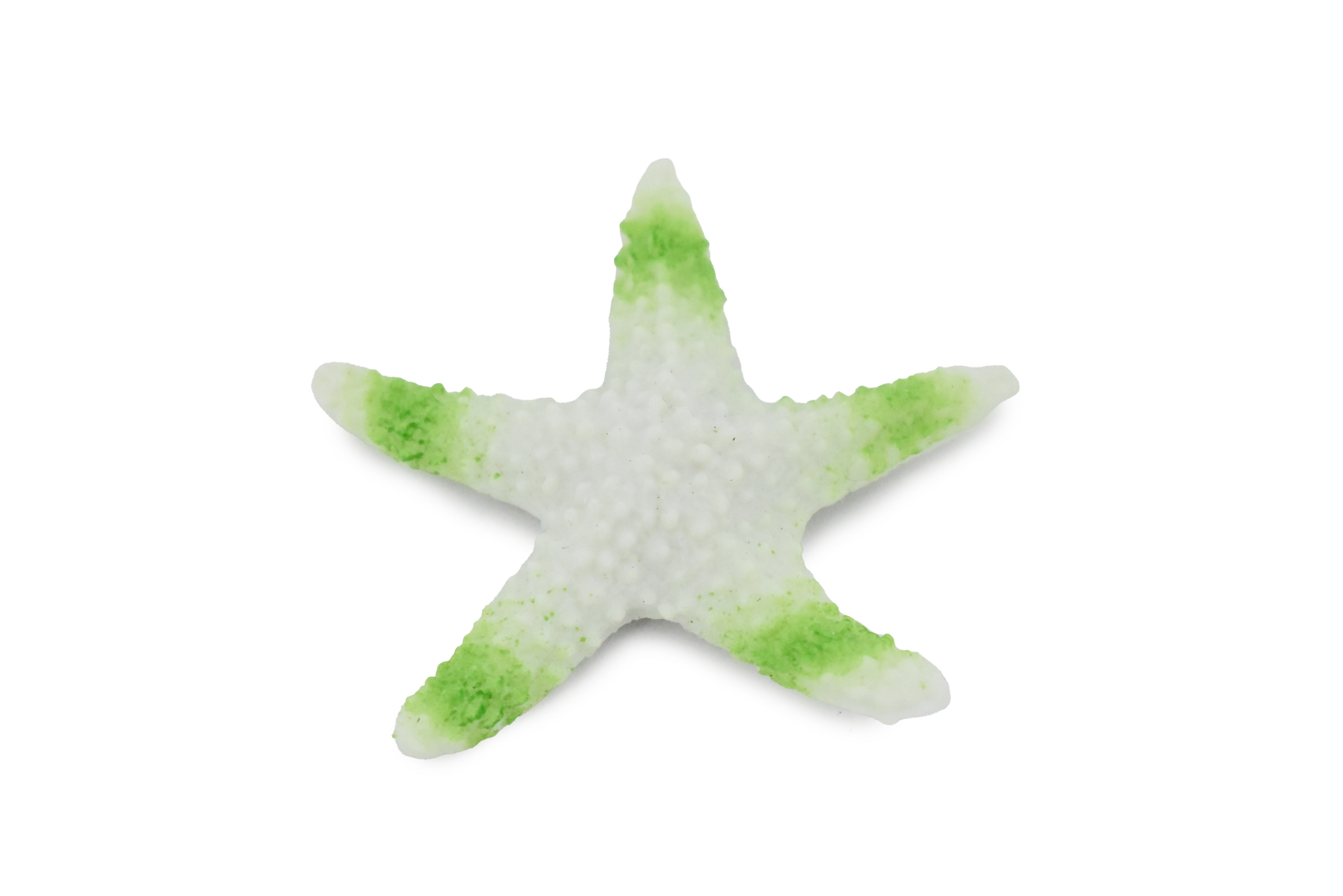 Starfish Toy, Sea Star, Green and White, Echinoderms, Asteroidea, Ocean ...