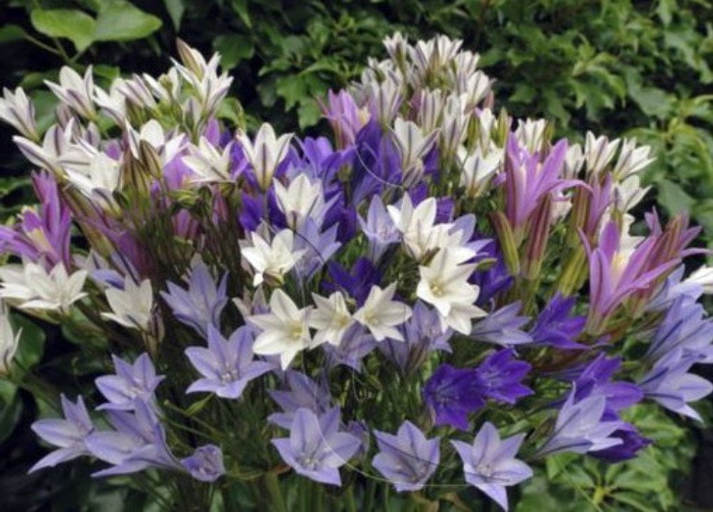 Hirts Garden Starflower Mix, 15 Bulbs, 5/6 cm, Purple, White, Yellow ...