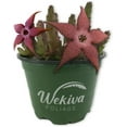 Starflower Plant - Live Plant in a 4 Inch Pot - Stapelia Schinzii ...