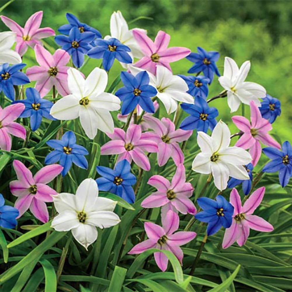 Starflowers Mix 15 Bulbs 4/+ cm Bulbs - Very Hardy - Ipheion uniflorum ...