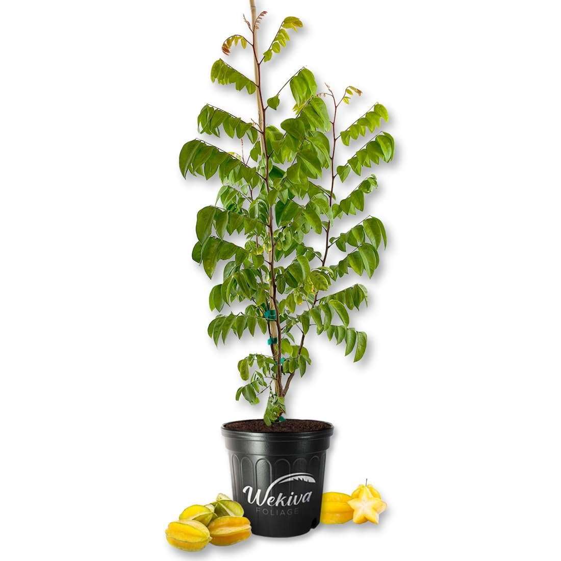 Starfruit Tree - Carambola - Live Plant in a 3 Gallon Growers Pot ...